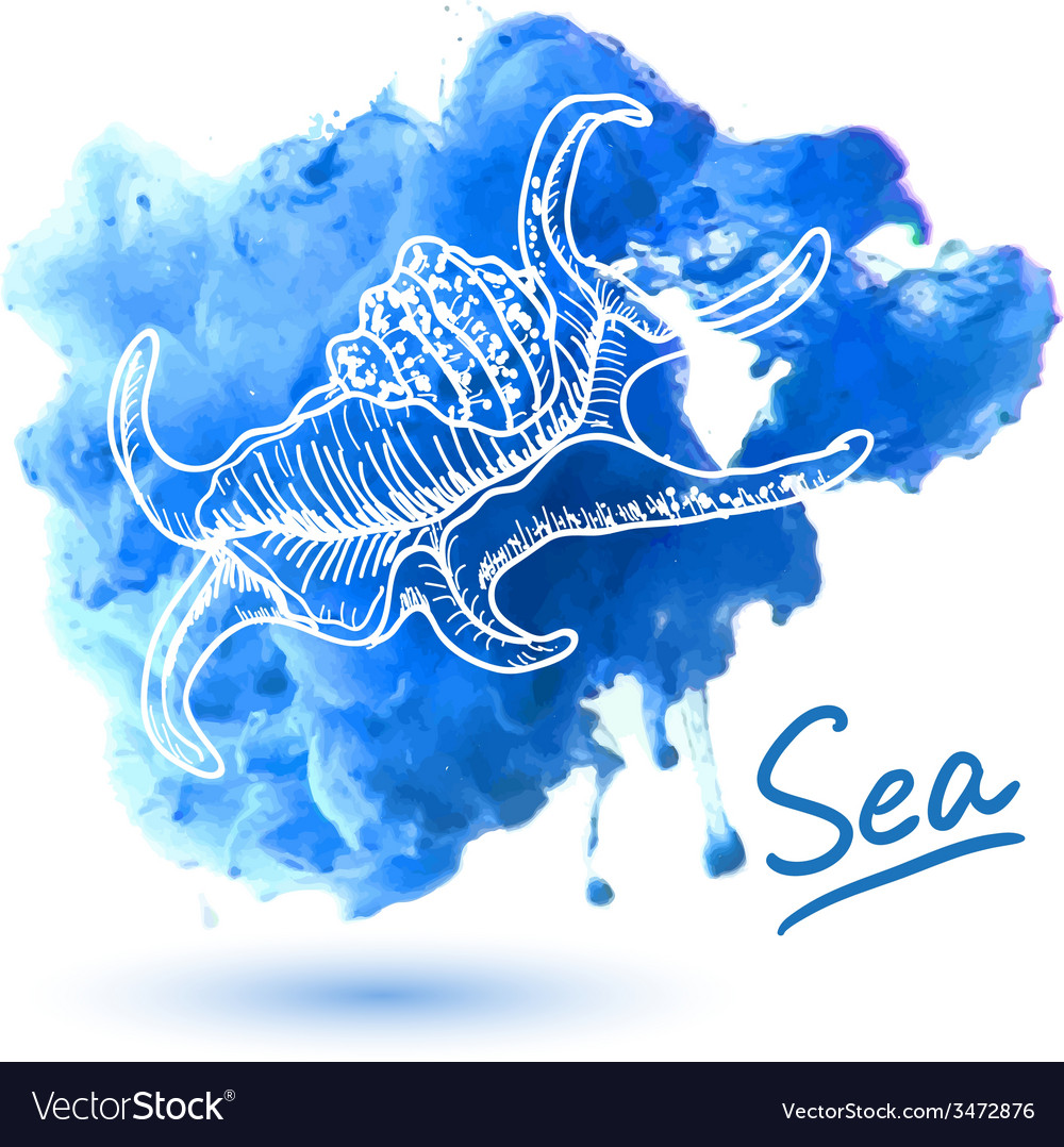Sea shell Royalty Free Vector Image - VectorStock