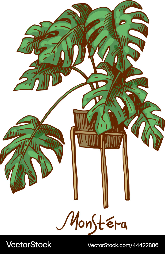 Monstera houseplants urban Royalty Free Vector Image