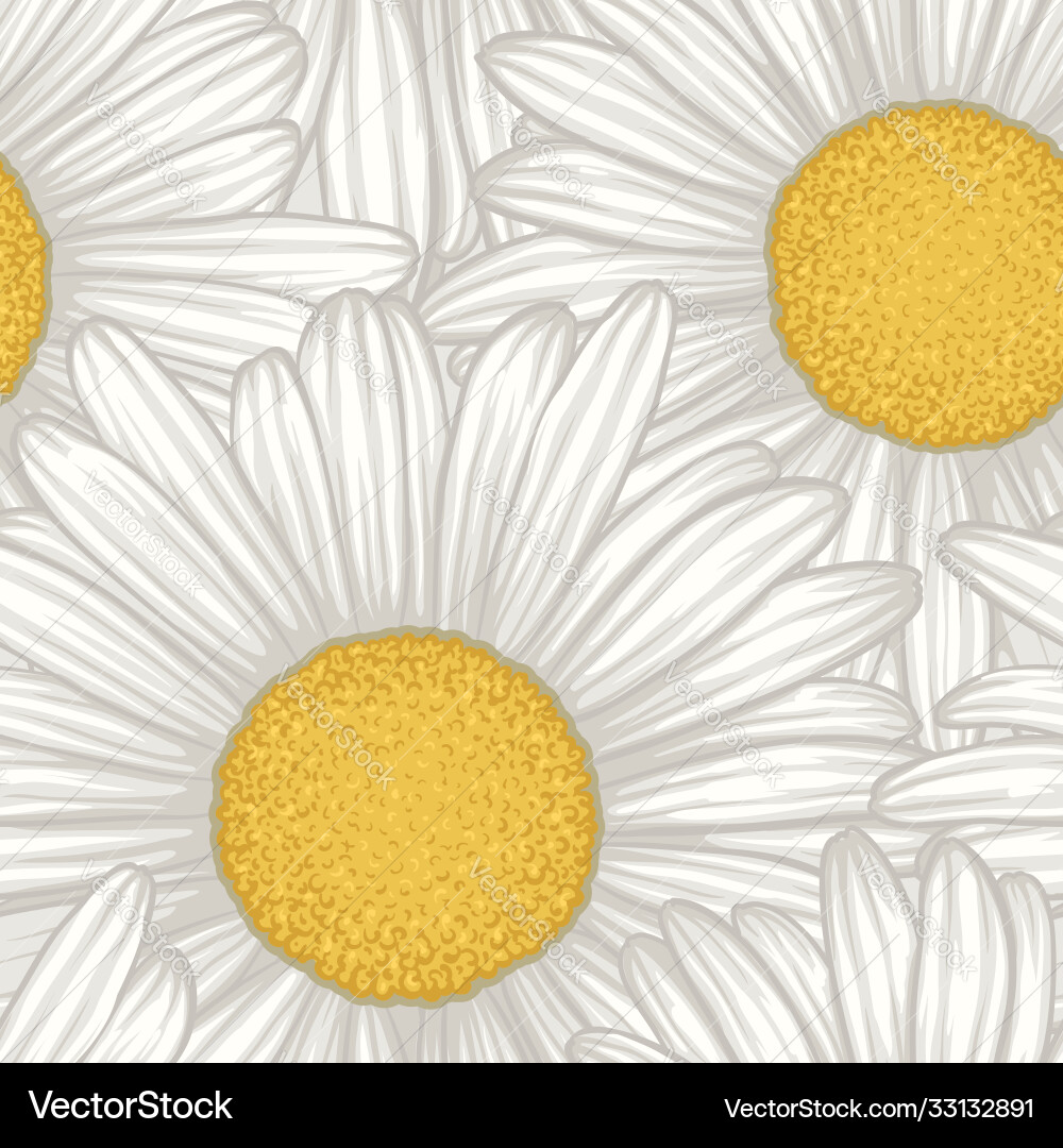 Beautiful seamless background with flowers daisy Vector Image