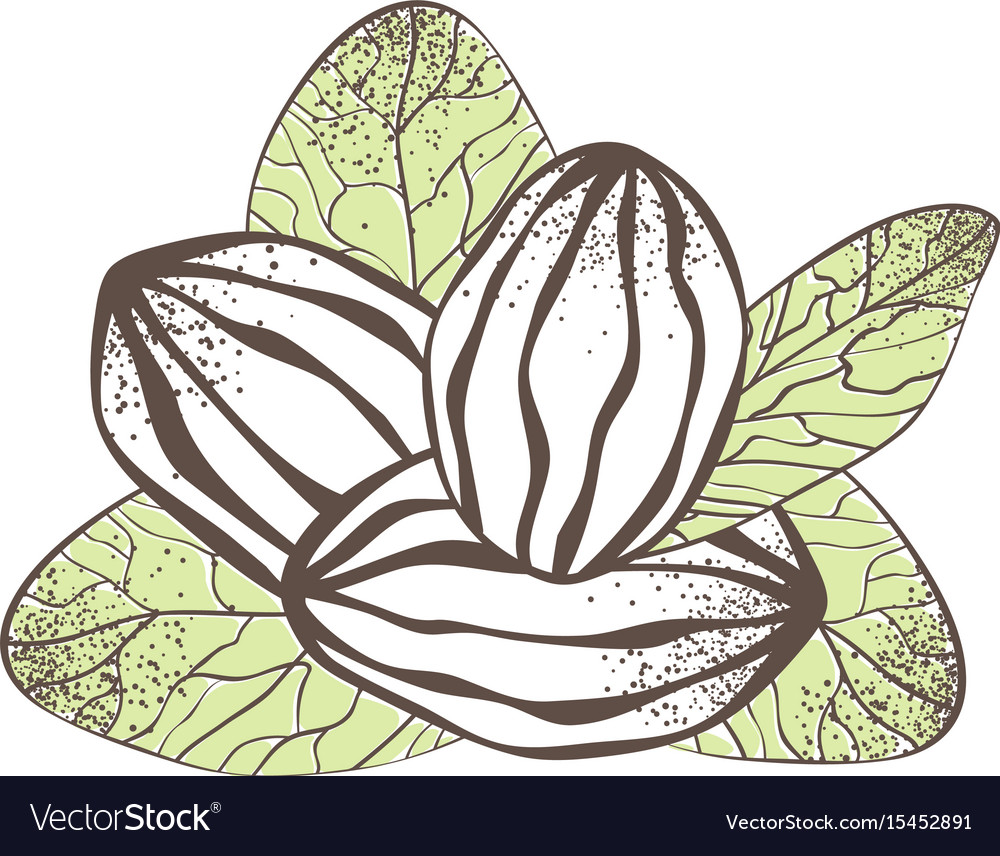 Shea nut Royalty Free Vector Image - VectorStock