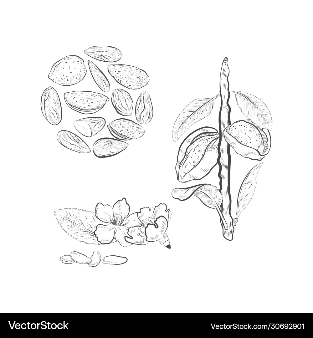 Almonds fruits on branch sketch Royalty Free Vector Image