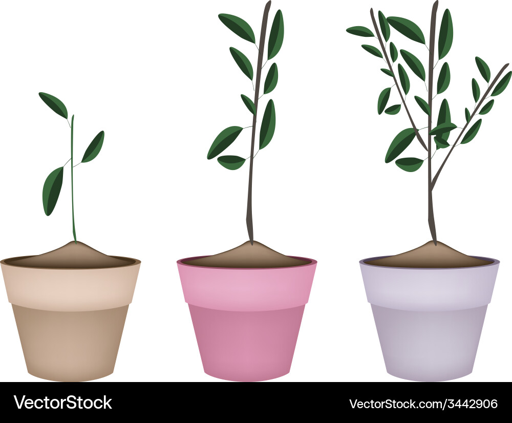 Beautiful ornamental trees in ceramic flower pots Vector Image