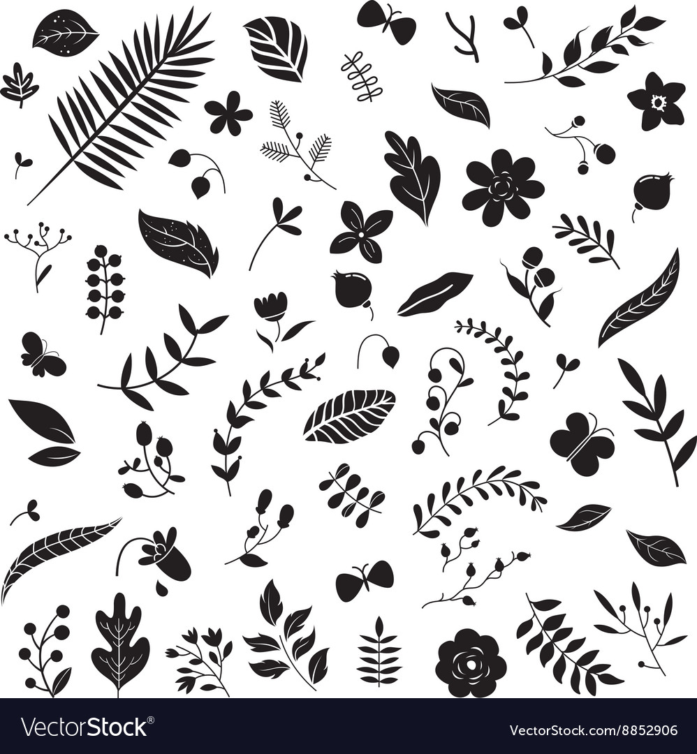 Botanical elements set Royalty Free Vector Image