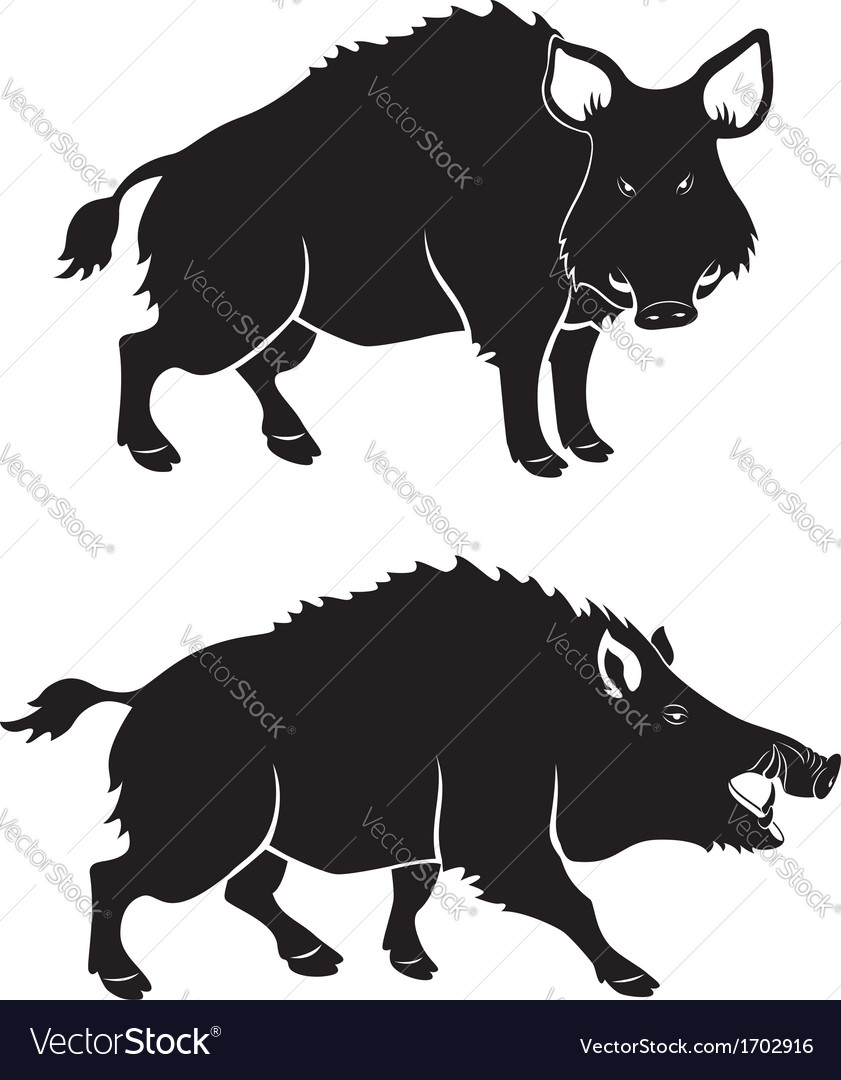 Boar Royalty Free Vector Image - VectorStock