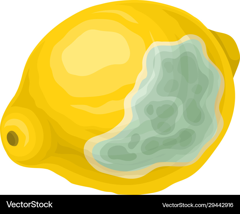 Rotten lemon with stinky rot covered skin Vector Image