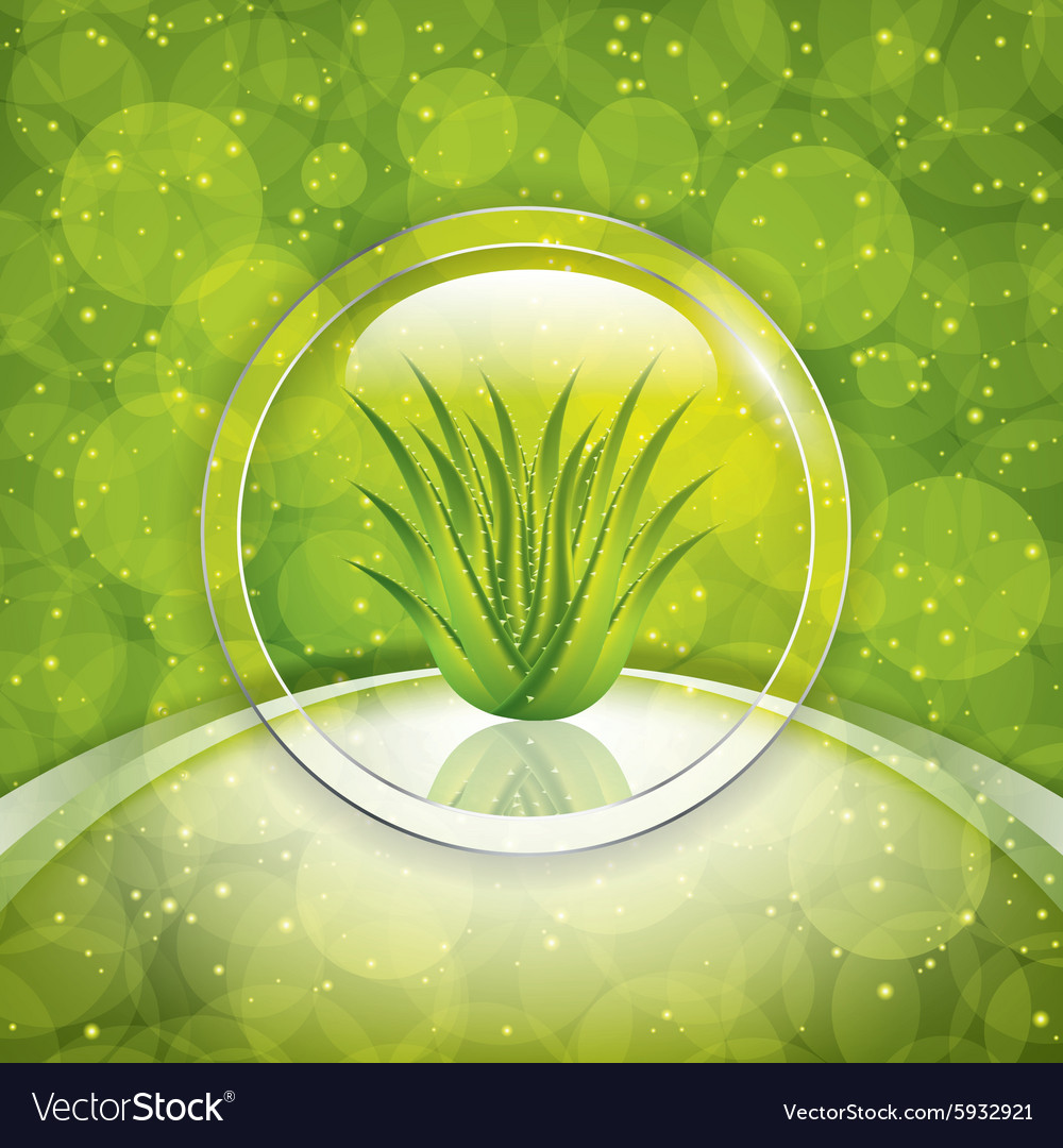 Aloe vera Royalty Free Vector Image - VectorStock