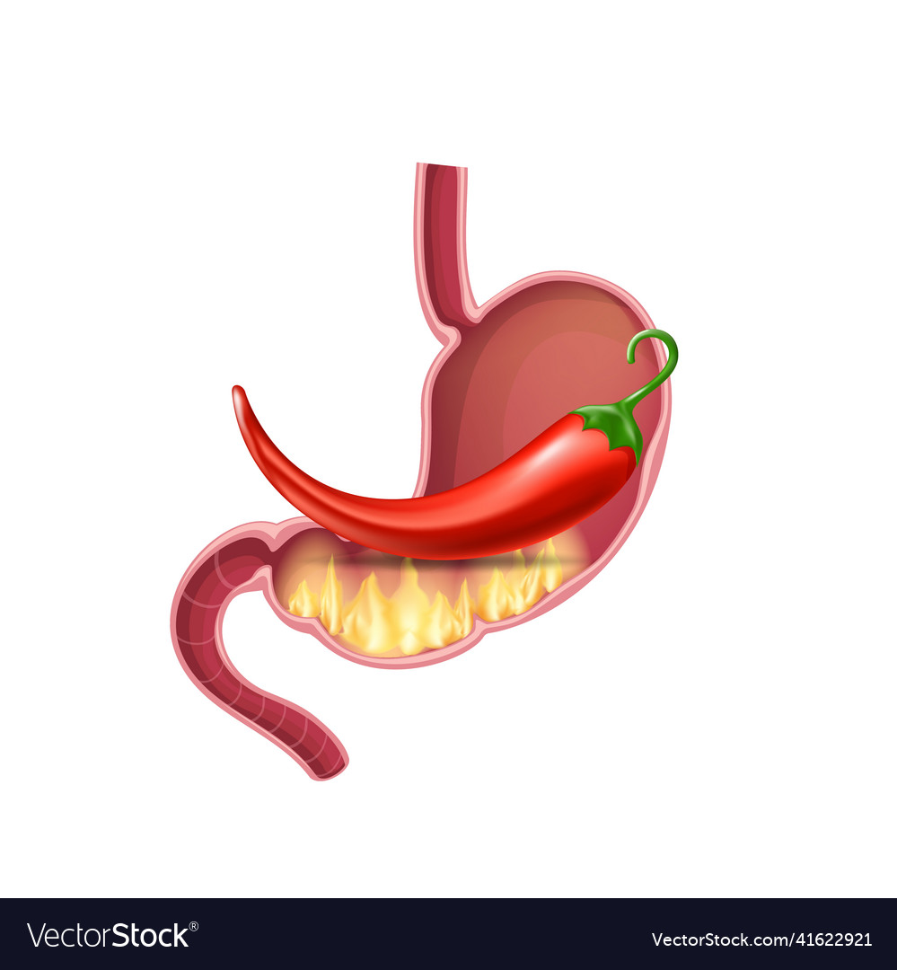Stomach with red pepper fire Royalty Free Vector Image