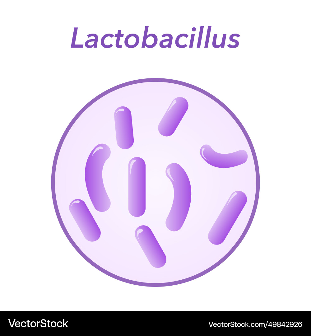Lactobacillus Bacteria Structure Stock Vector