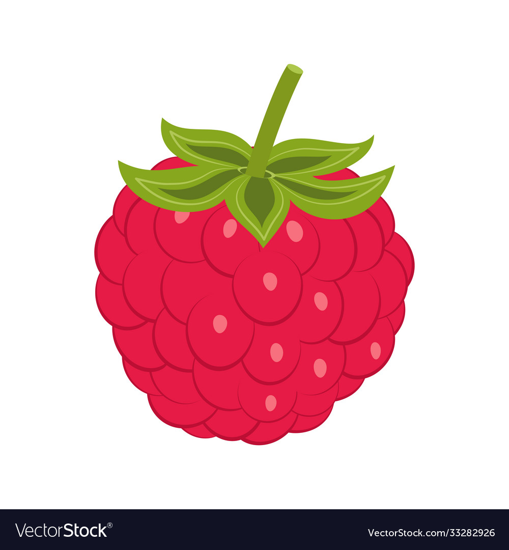 Raspberry isolated on white background Royalty Free Vector