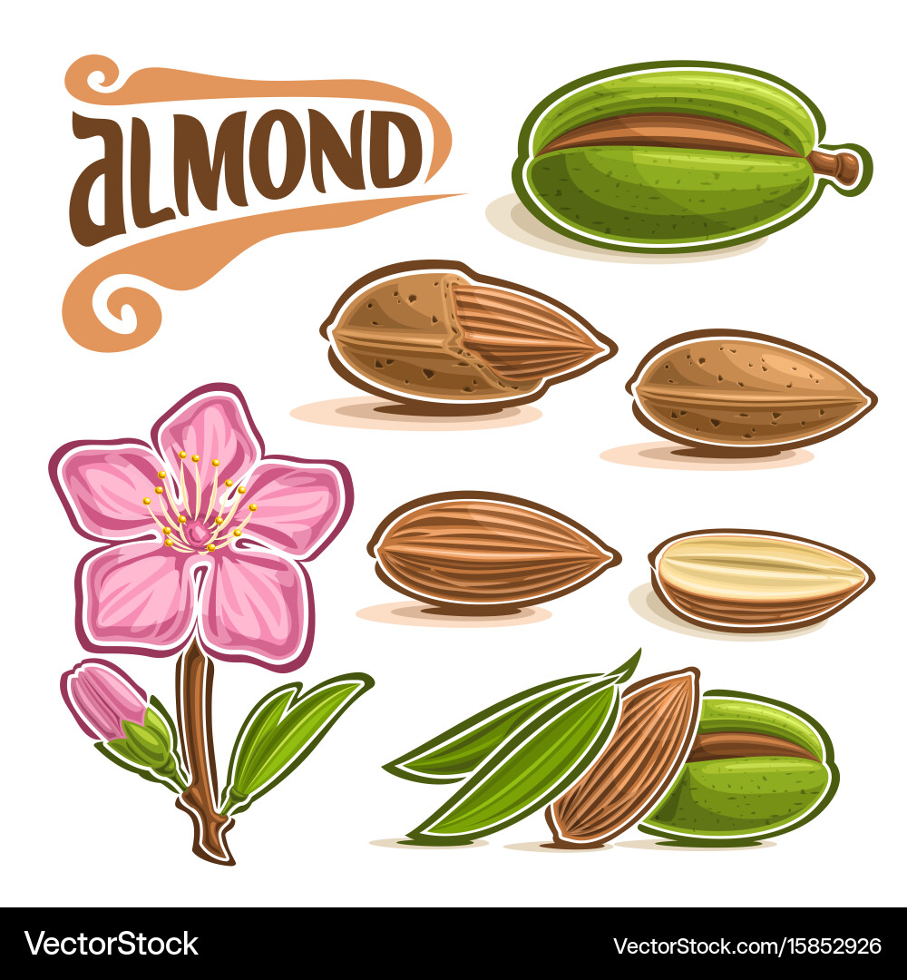 Set of almond nuts Royalty Free Vector Image - VectorStock