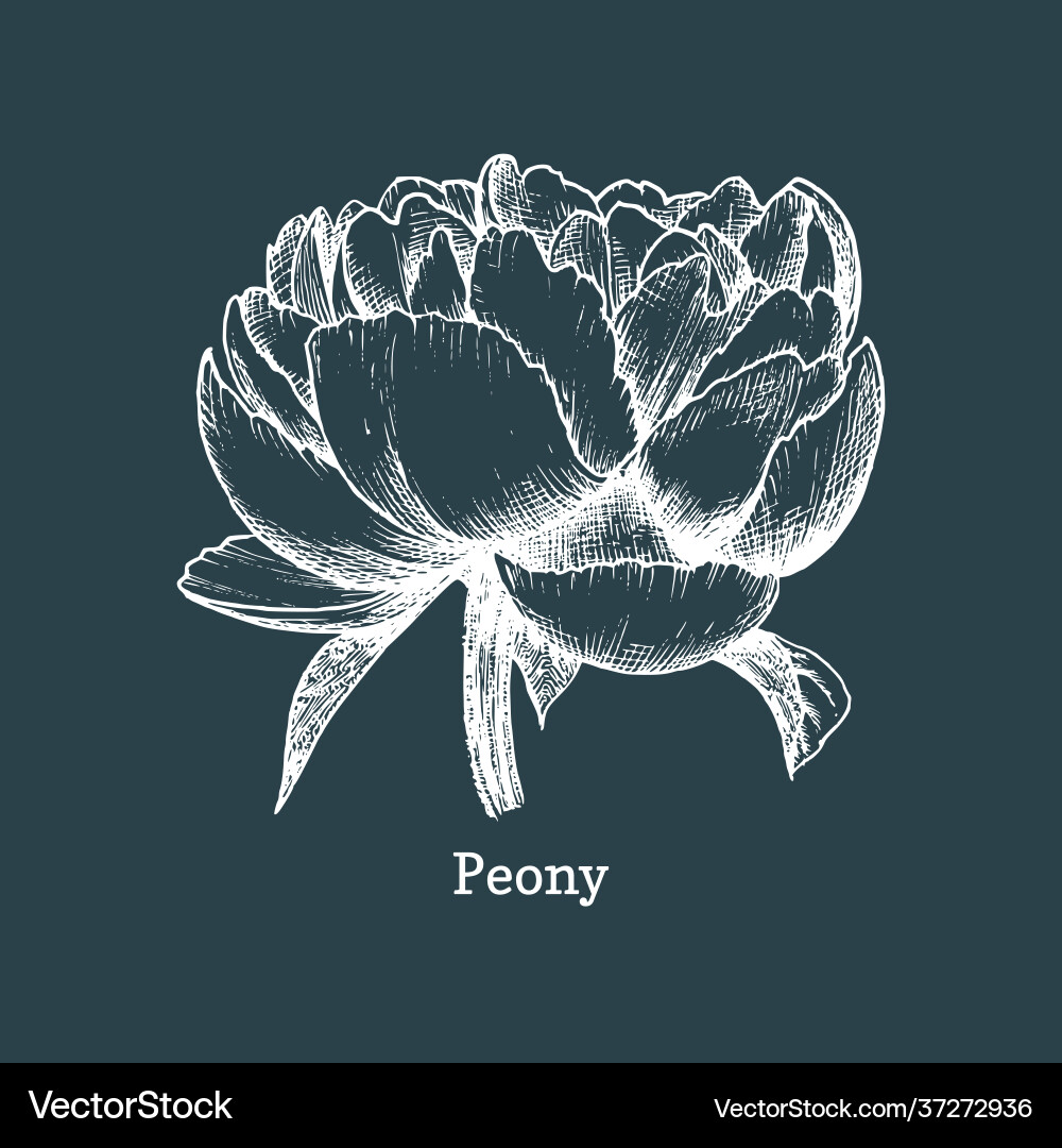 Peony drawing in engraving style sketch Royalty Free Vector