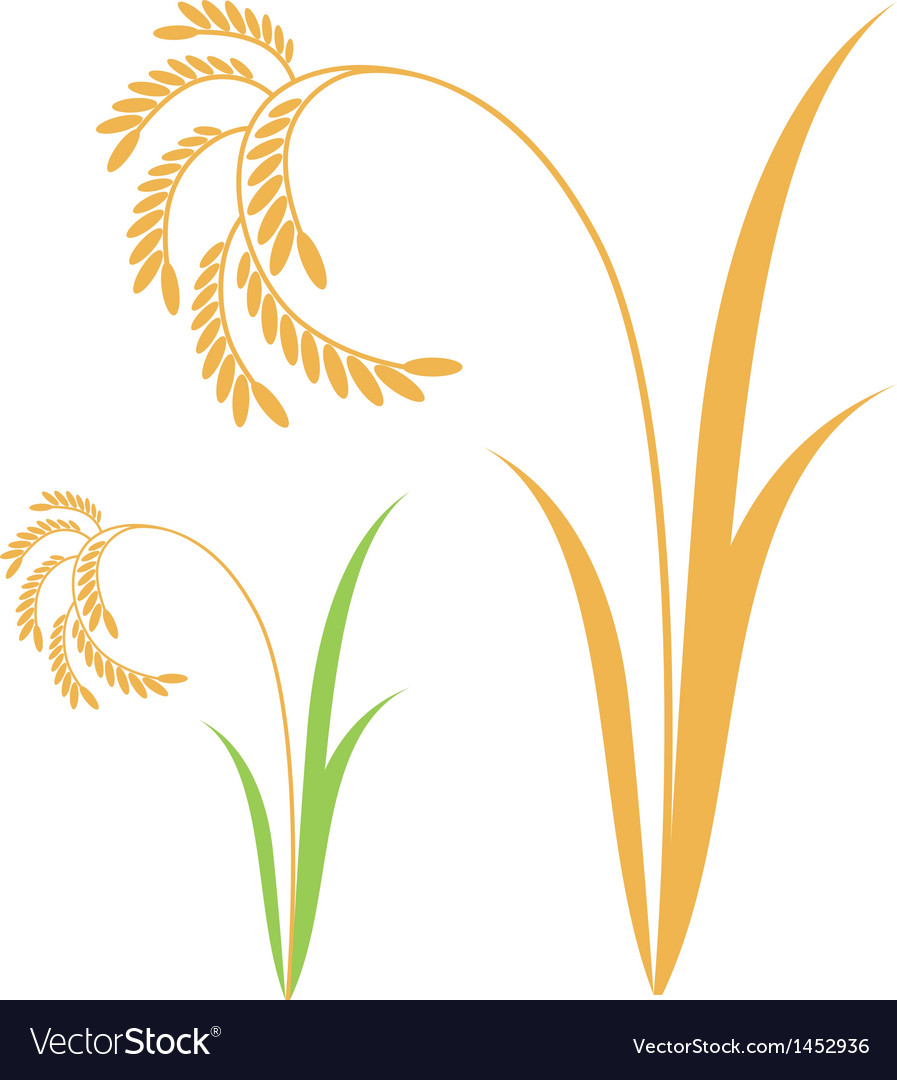Rice Royalty Free Vector Image - VectorStock