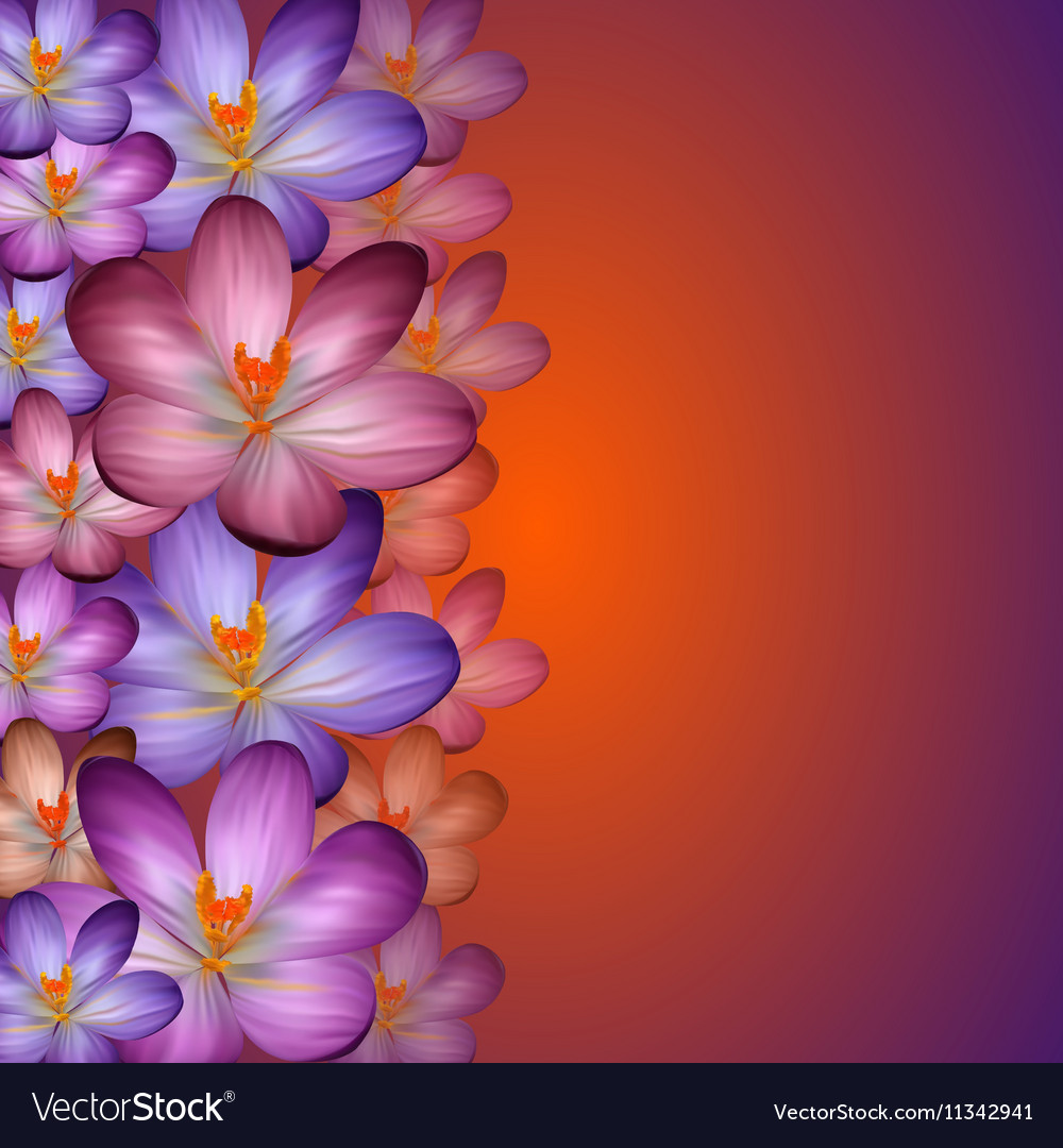 Crocus background Royalty Free Vector Image - VectorStock