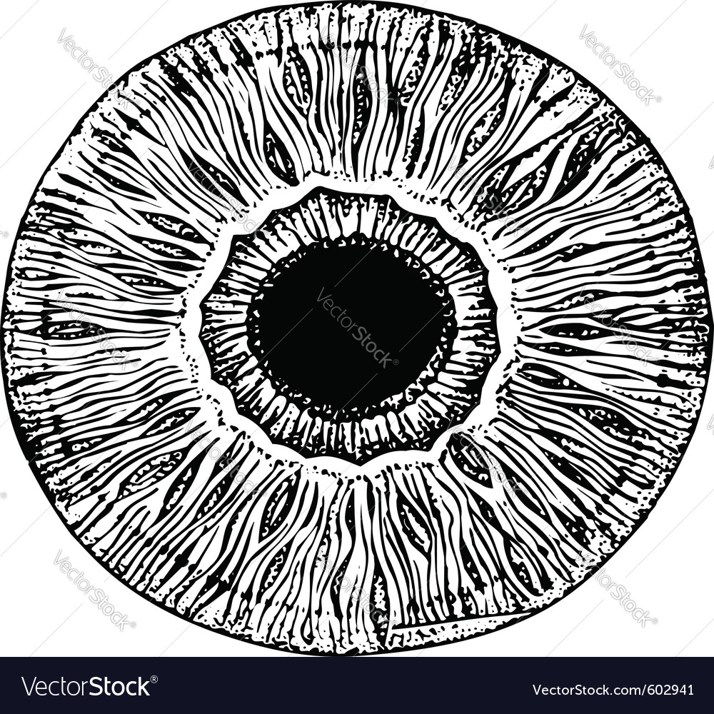 Human eye Royalty Free Vector Image - VectorStock
