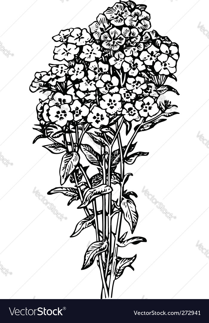Phlox Royalty Free Vector Image - VectorStock