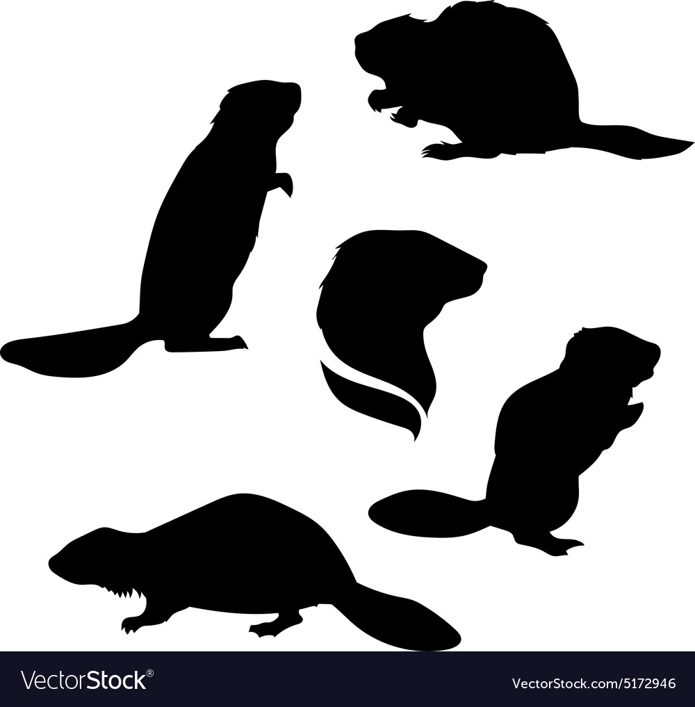 Beaver set Royalty Free Vector Image - VectorStock
