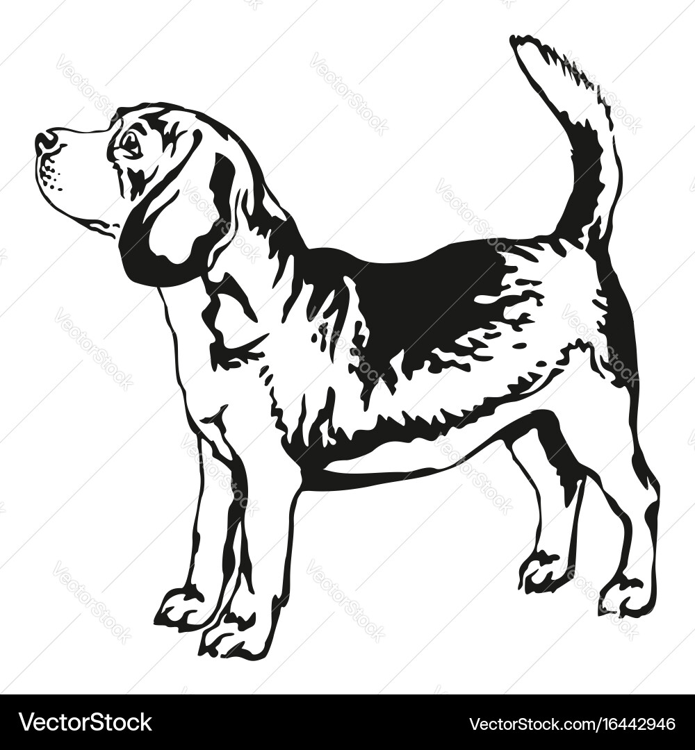 Decorative standing portrait of beagle Royalty Free Vector