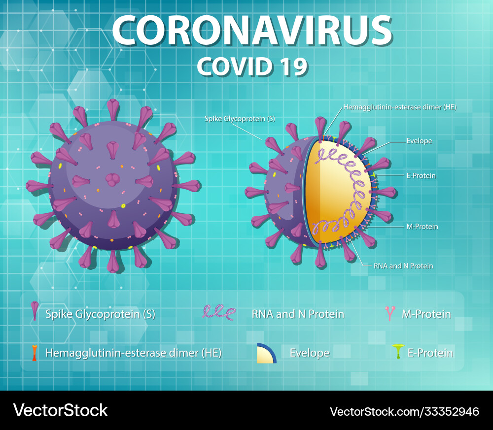 Diagram corona virus particle structure Royalty Free Vector