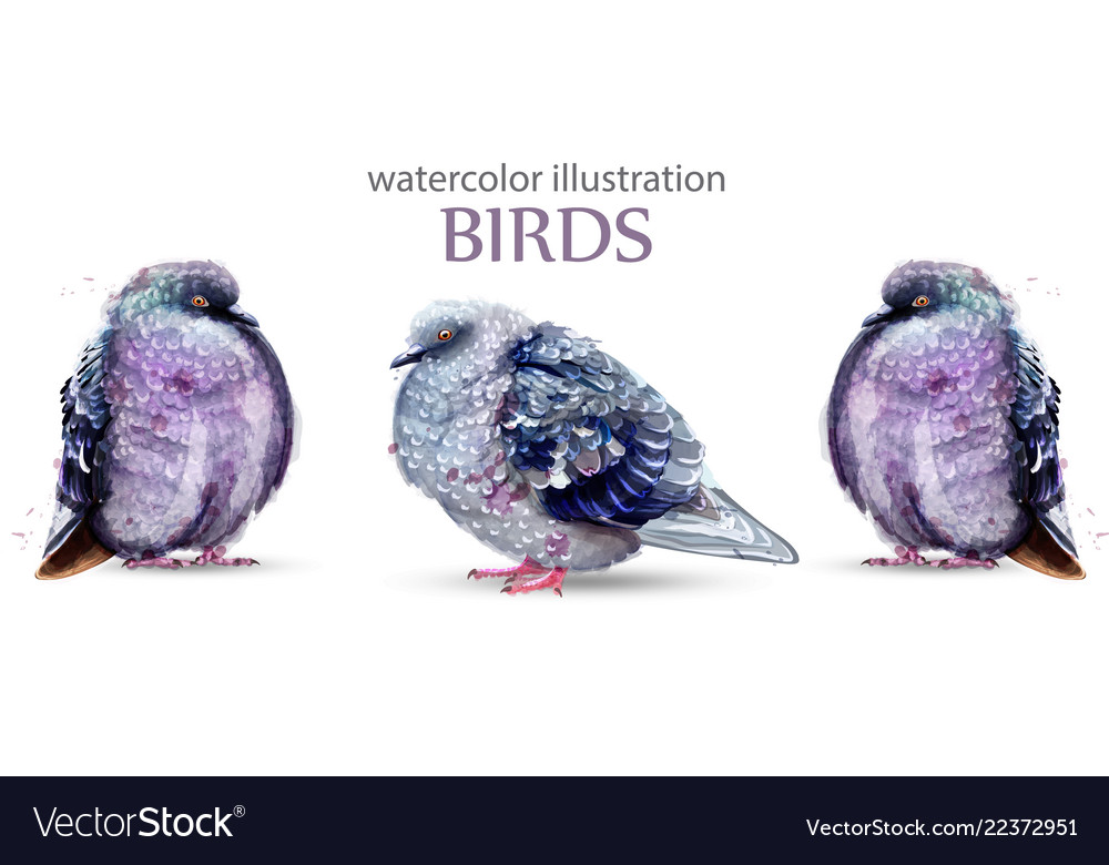 Pigeon birds watercolor colorful painted Vector Image