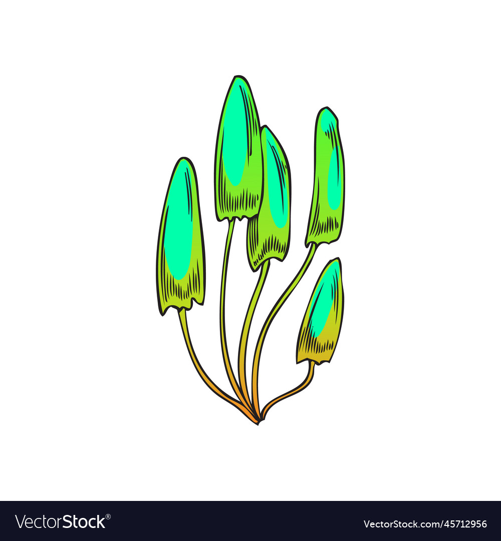 Hallucinogens Amanita Mushroom Or Toxic Trippy Vector Image