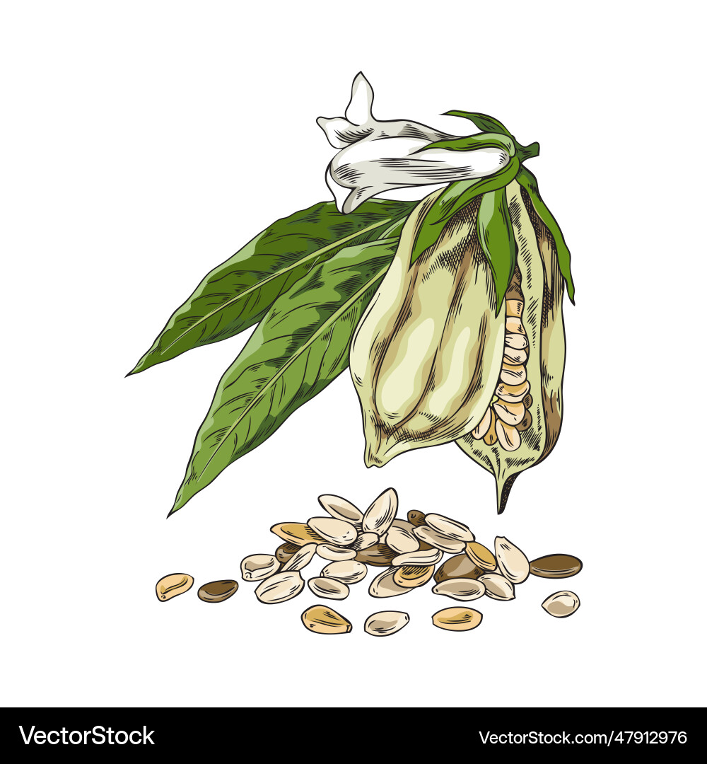 Hand drawn sesame seeds capsule with leaves Vector Image