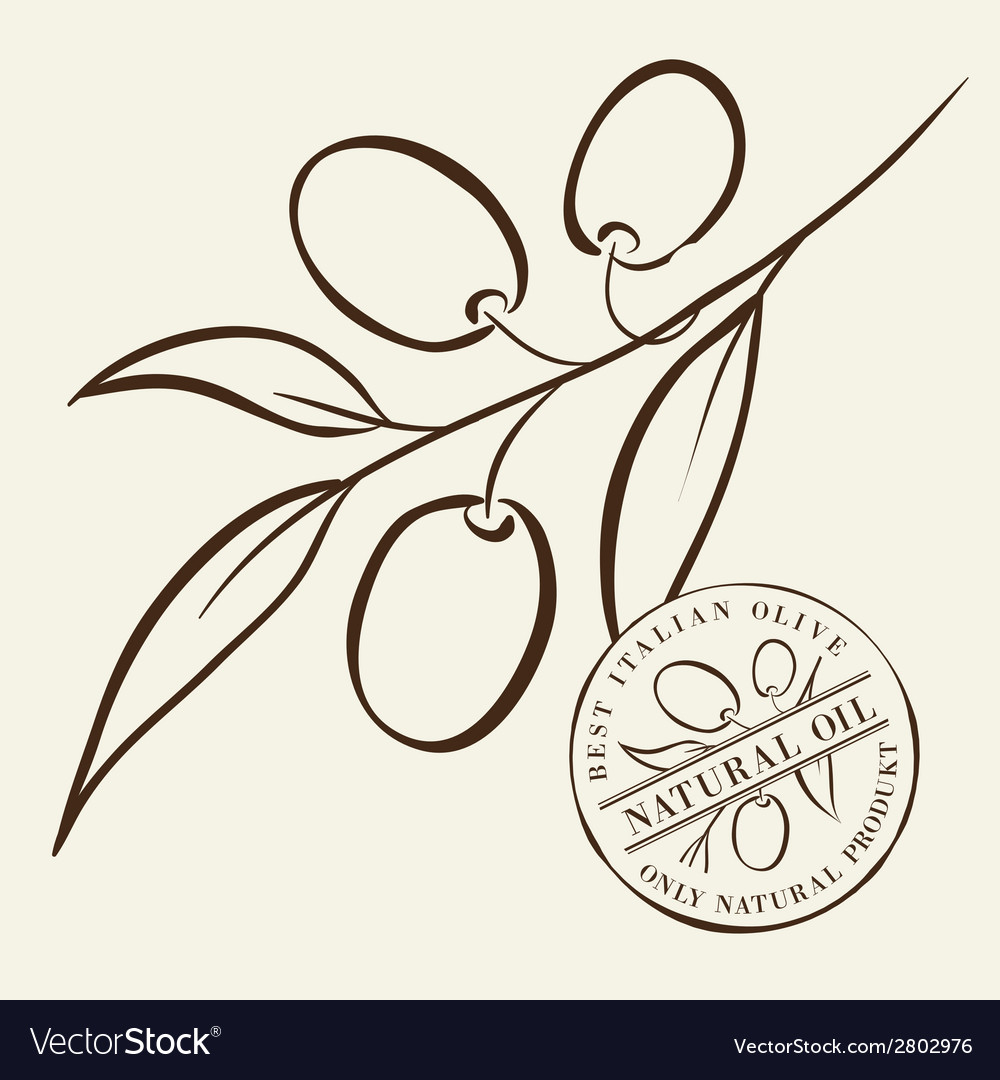 Olive branches Royalty Free Vector Image - VectorStock