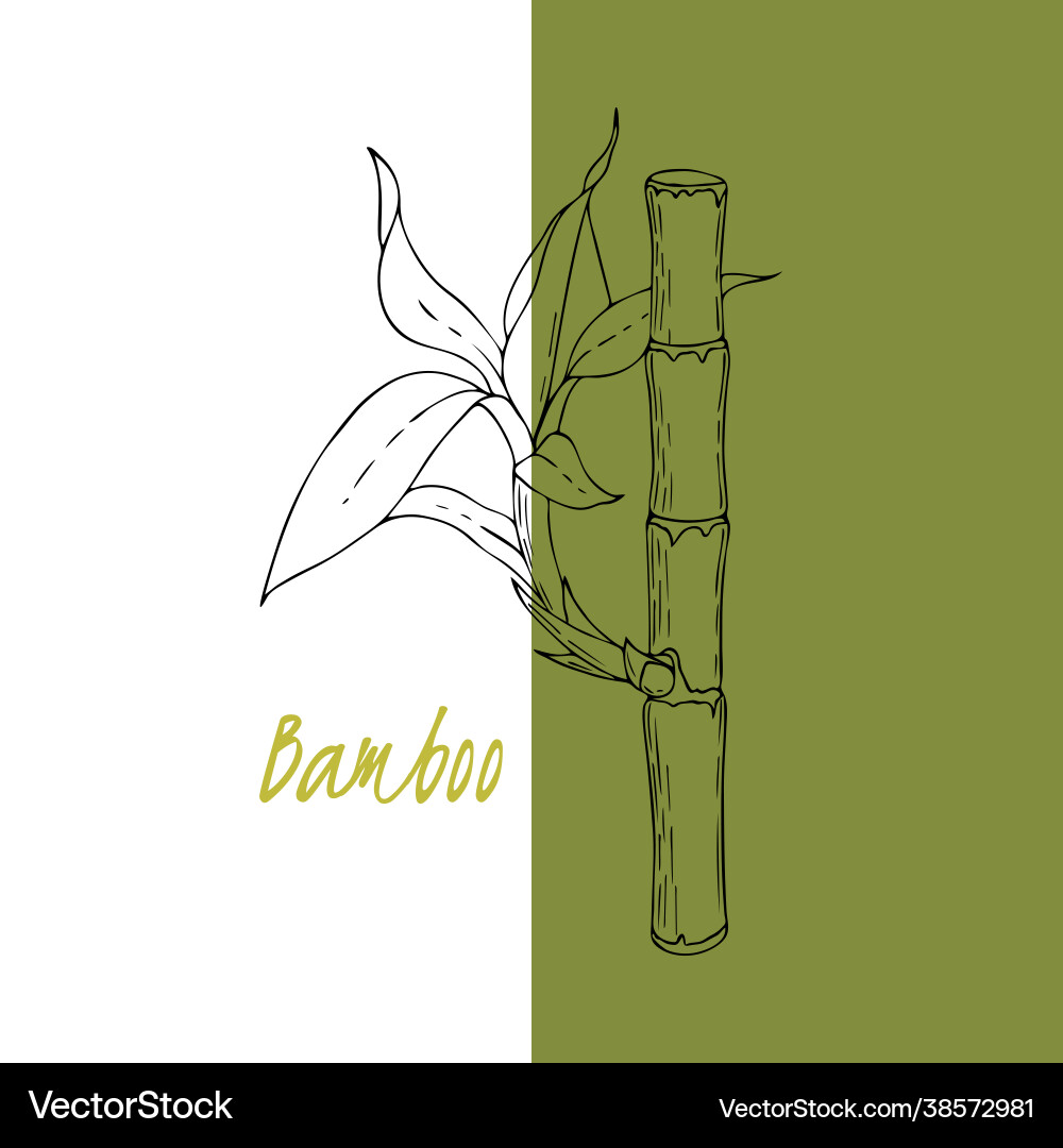 Bamboo stick with sprouts leaves doodling hand Vector Image