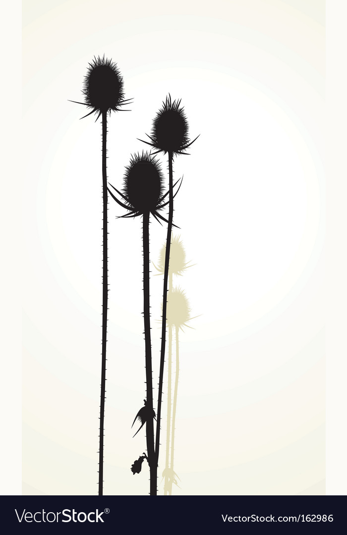 Thistle Royalty Free Vector Image - VectorStock