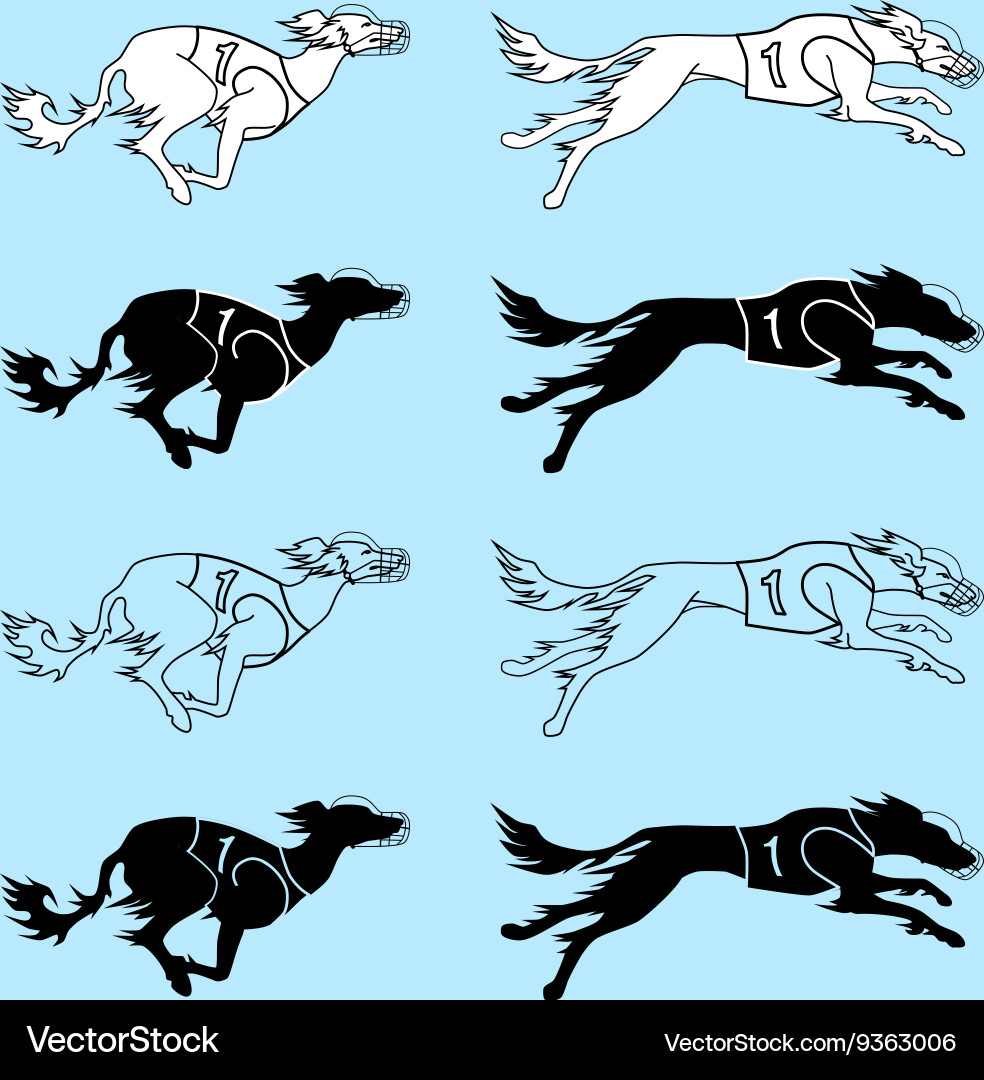 Set silhouettes running dog saluki breed Vector Image