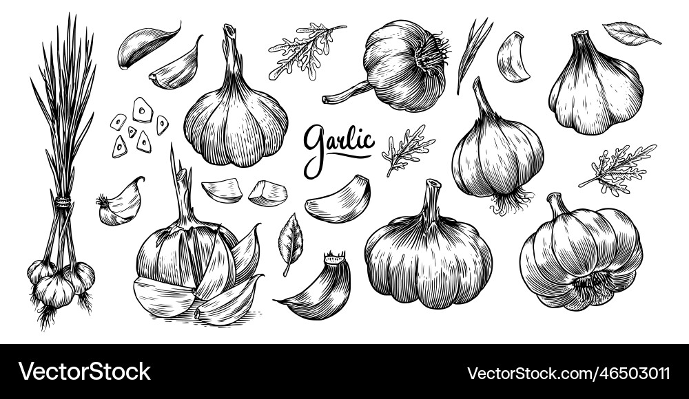 Garlic set in vintage style engraved vegetable Vector Image