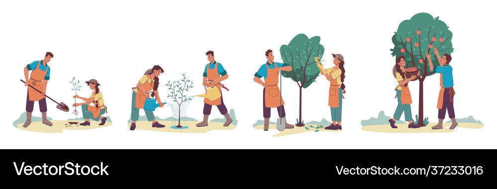 People planting apple tree and gathering harvest Vector Image