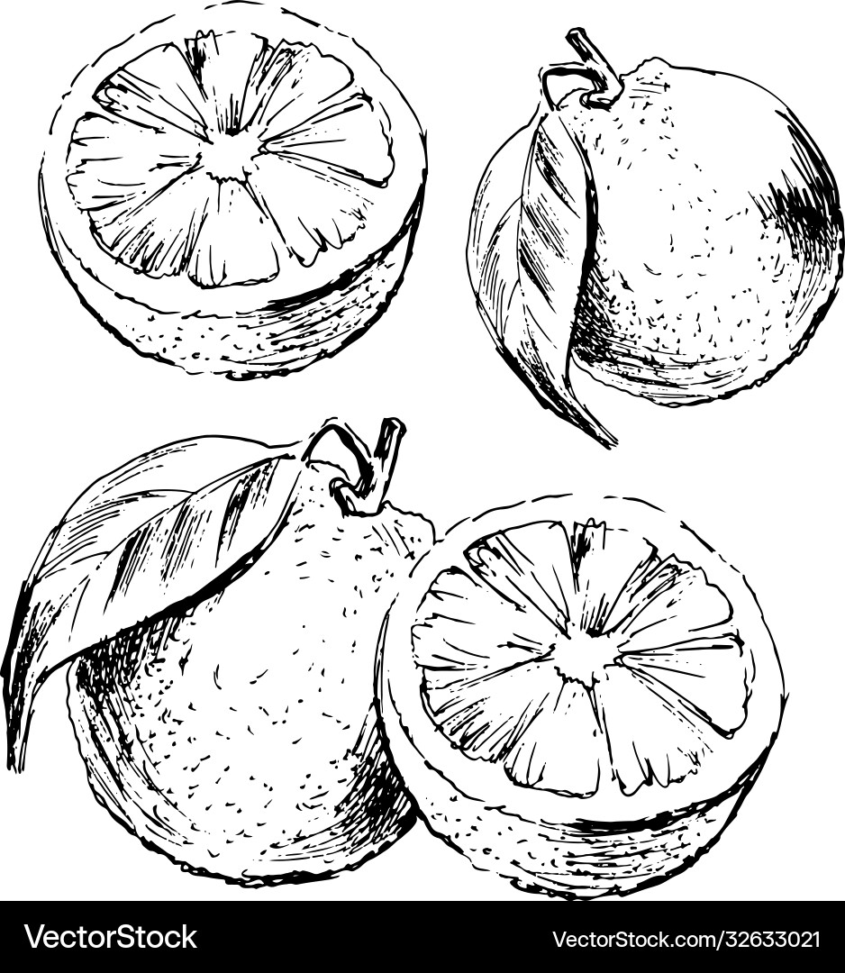 Hand drawn watercolor painting on white Royalty Free Vector