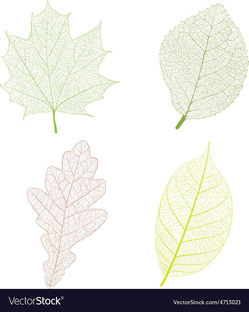 Leaf skeleton Royalty Free Vector Image - VectorStock