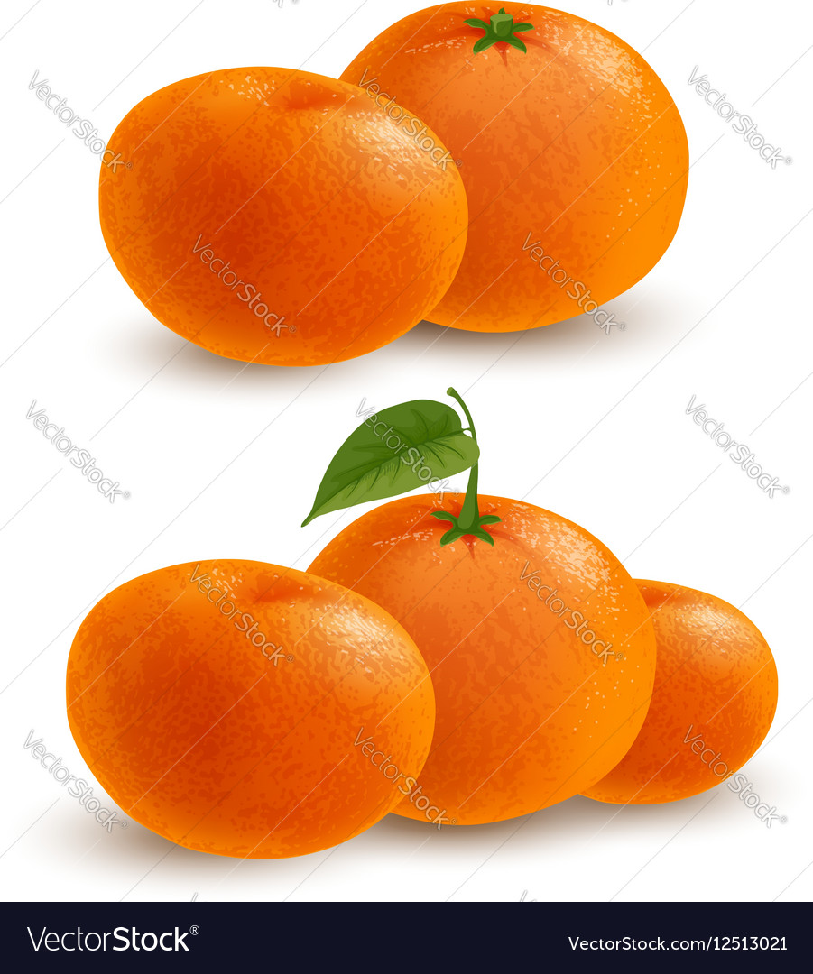 Mandarin Royalty Free Vector Image - VectorStock