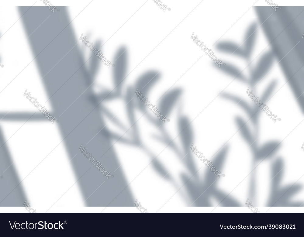 Window plant shadow composition Royalty Free Vector Image