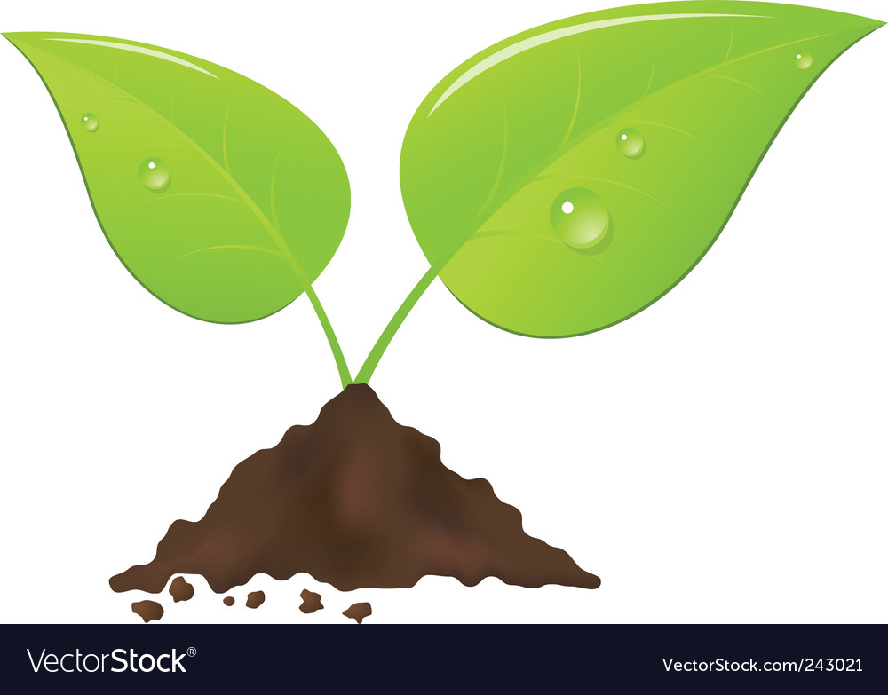 Young tree Royalty Free Vector Image - VectorStock