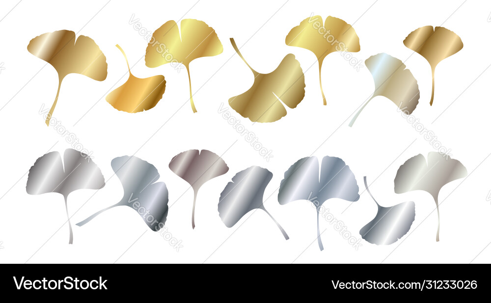 Ginkgo biloba leaves set Royalty Free Vector Image