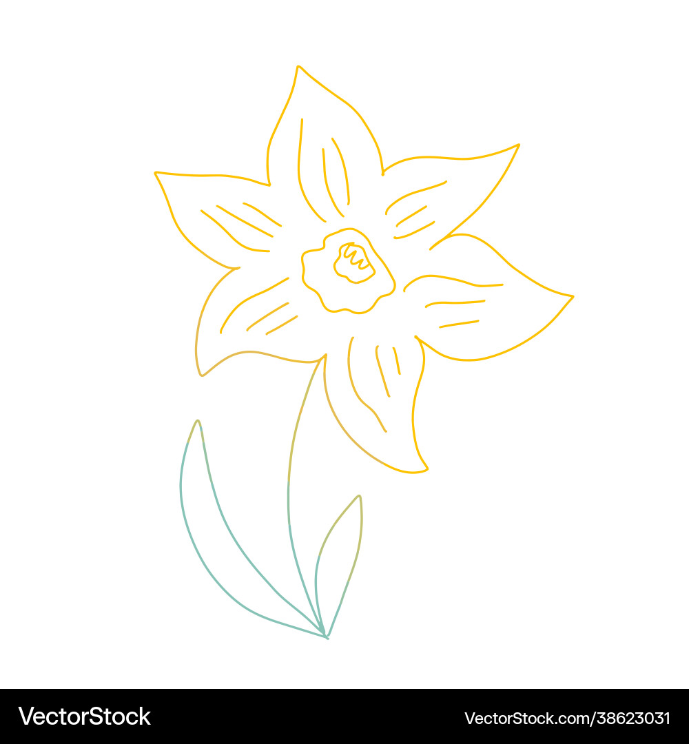 Daffodil flower in colored ink outline Royalty Free Vector