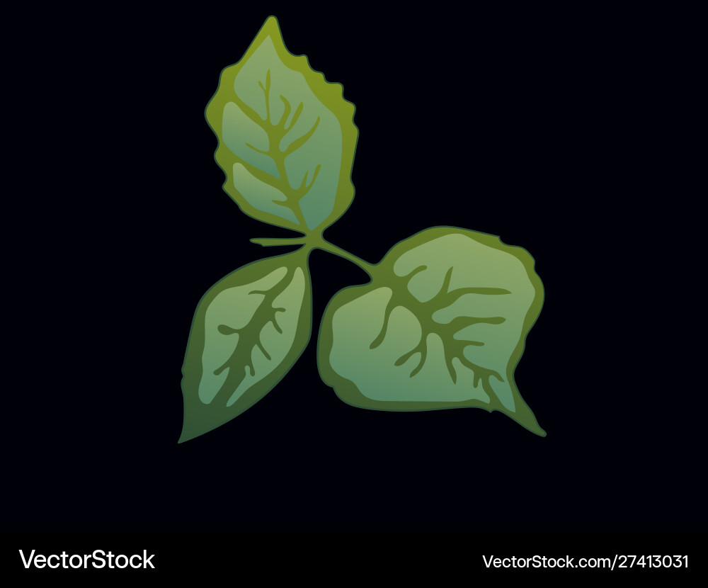 Rose green leaf floral botanical flower Royalty Free Vector