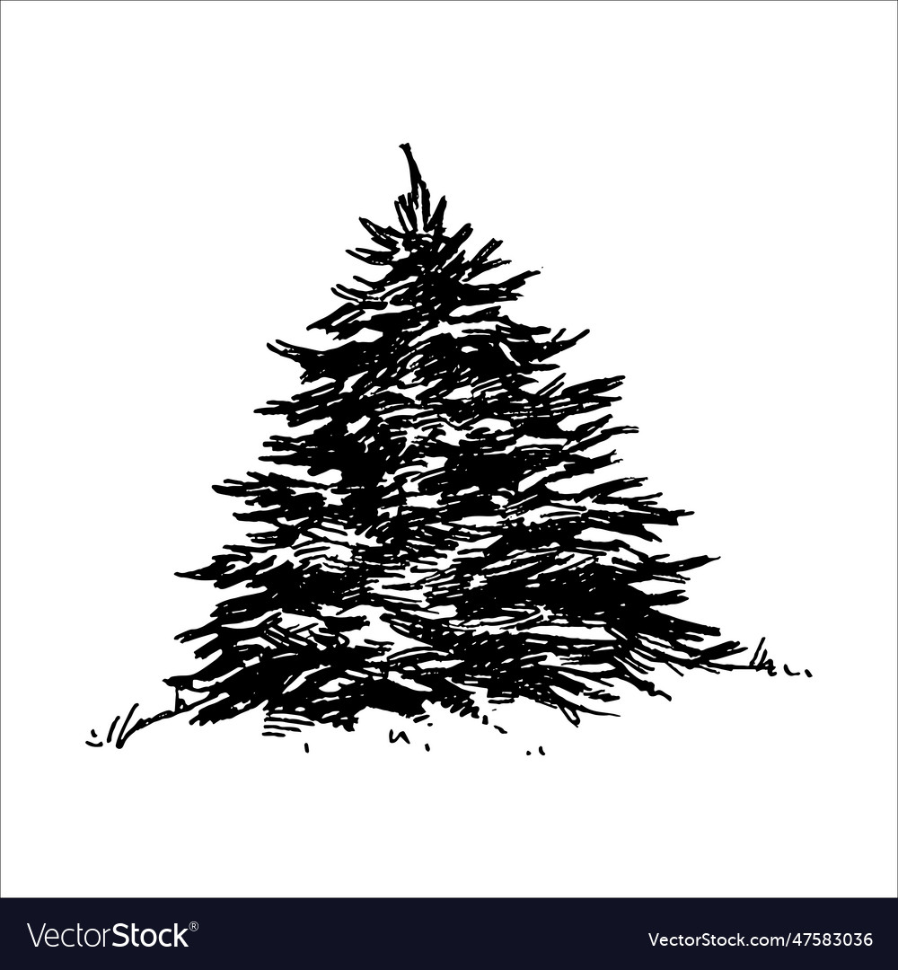 Hand drawn tree pine tree forest Royalty Free Vector Image