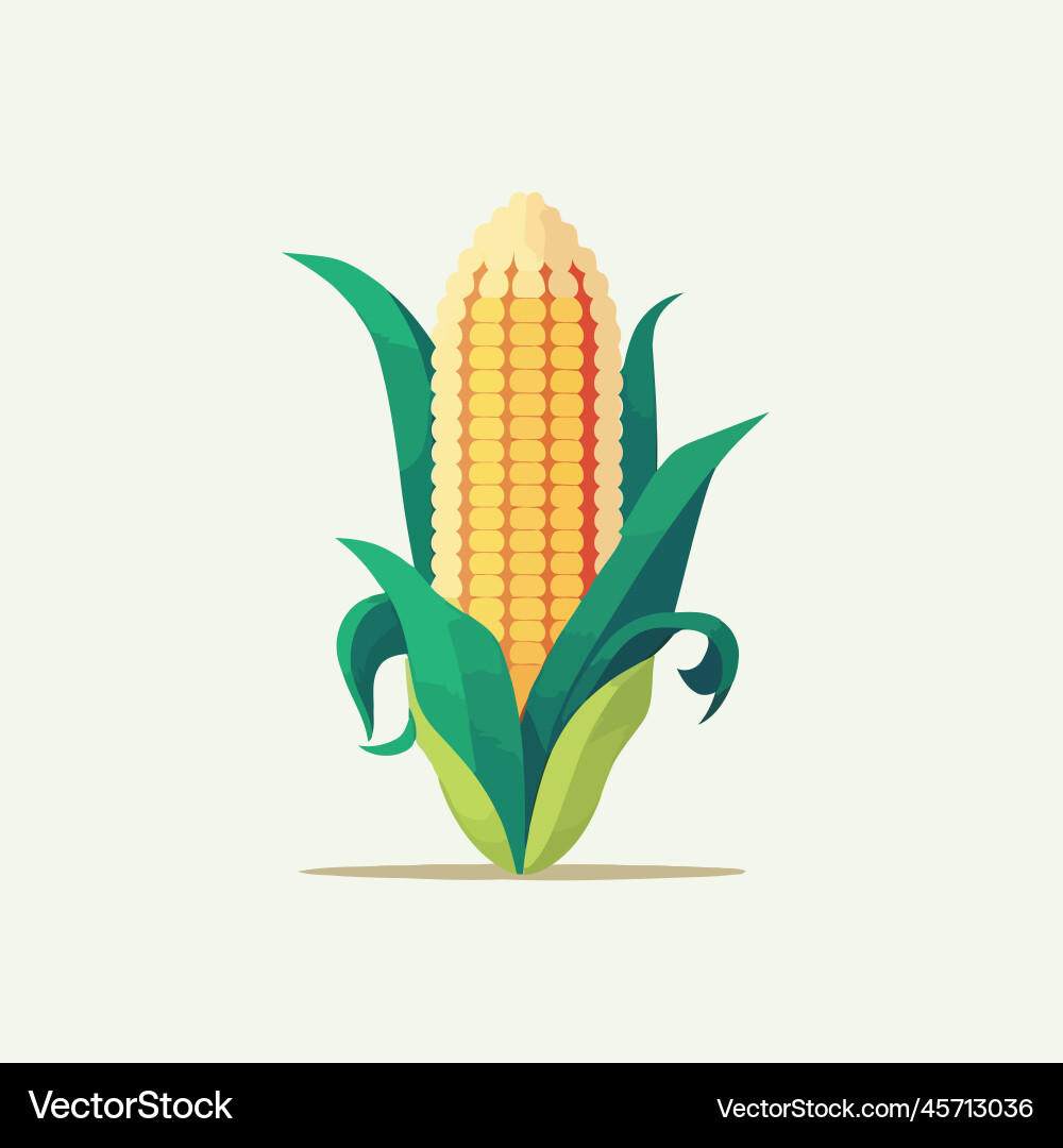 Sweet organic corn cob in on white background Vector Image