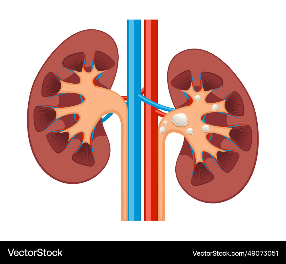 Kidney renal flat realistic icon human Royalty Free Vector