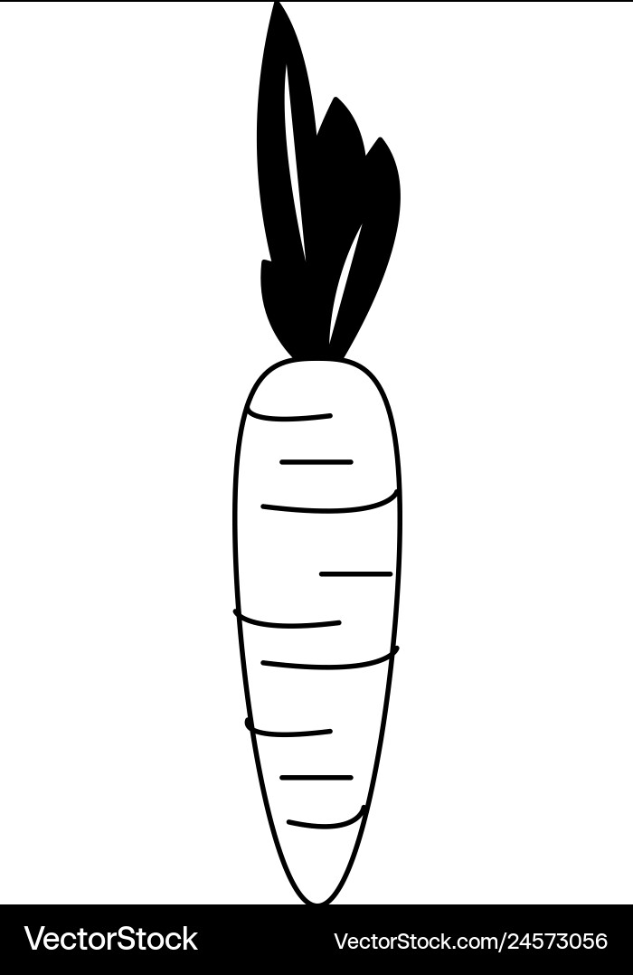 Carrot fresh vegetable in black and white Vector Image