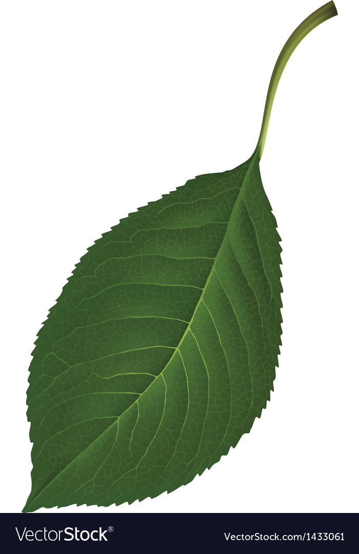 Leaf Royalty Free Vector Image - VectorStock