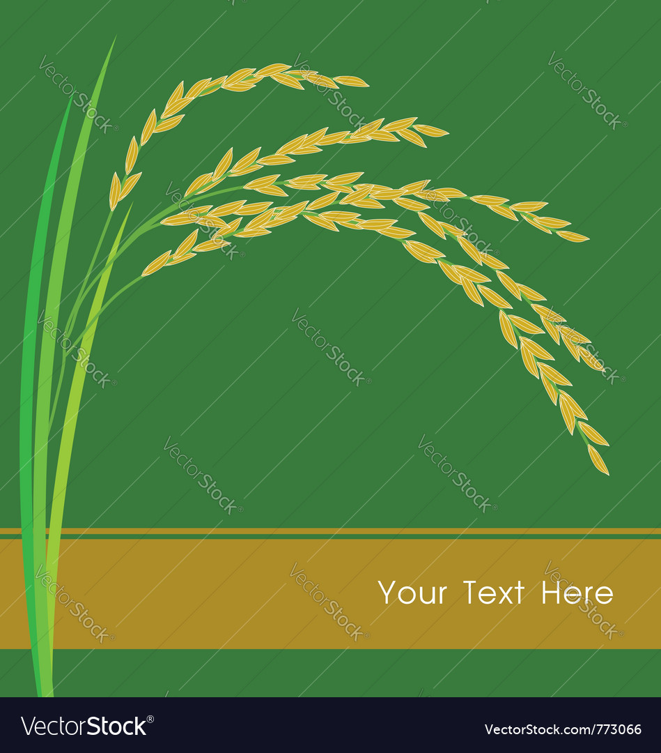 Rice Royalty Free Vector Image - VectorStock