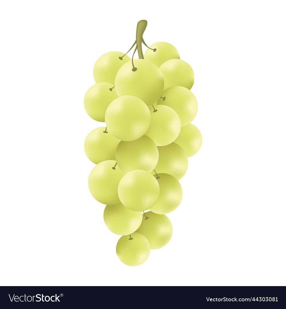 Grape Royalty Free Vector Image - VectorStock