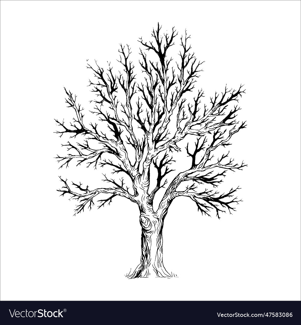 Hand drawn tree pine tree forest Royalty Free Vector Image