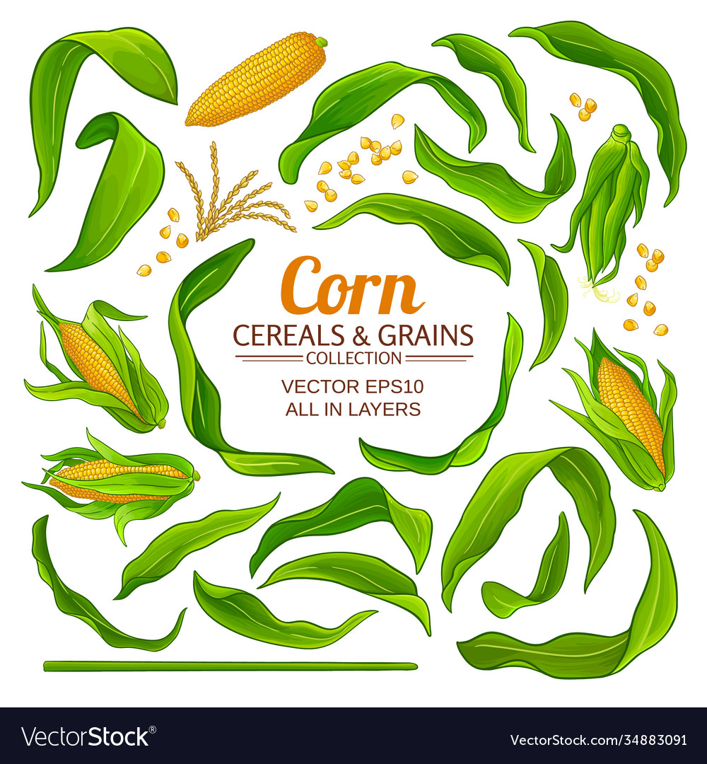 Corn elements set Royalty Free Vector Image - VectorStock