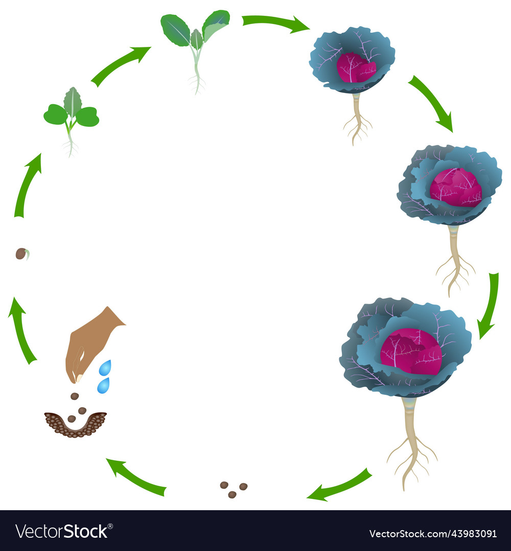 Life cycle of a red cabbage plant Royalty Free Vector Image