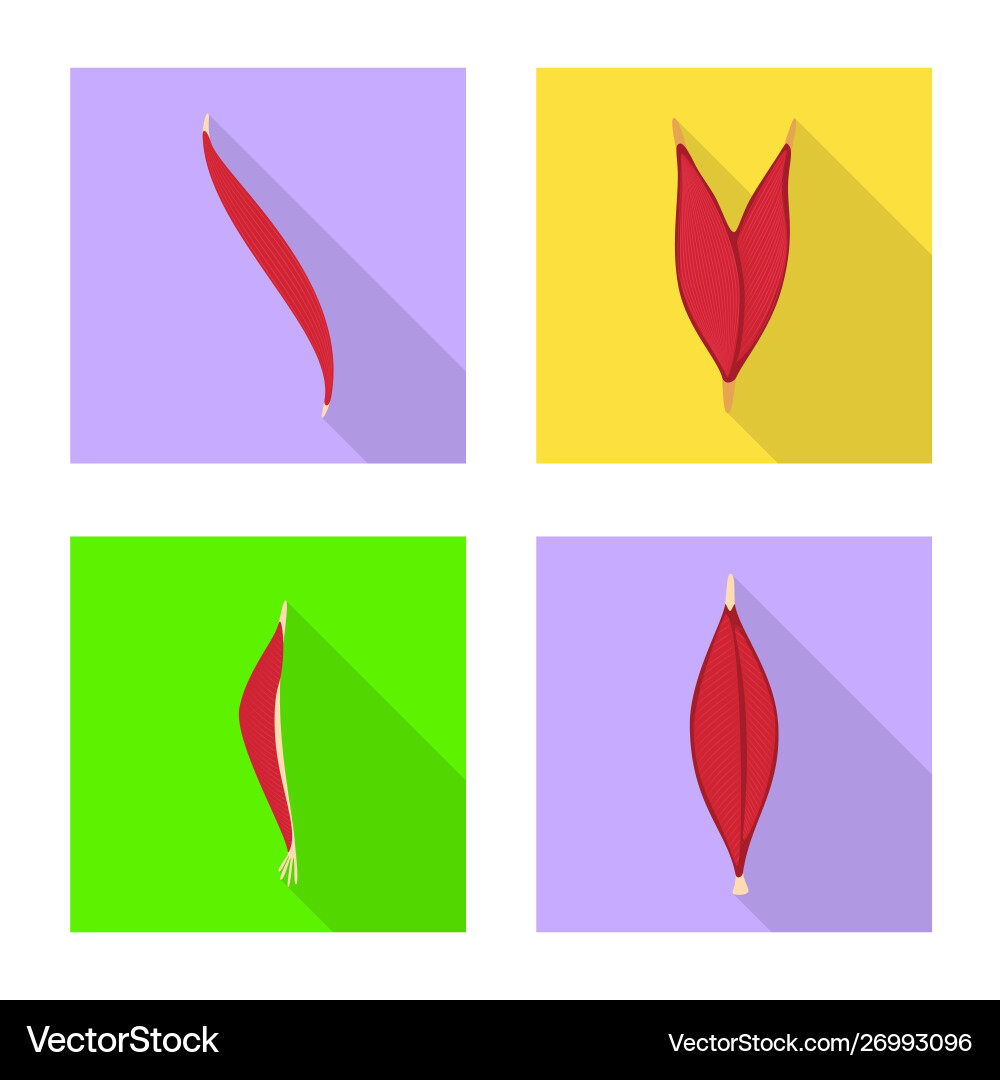 Design muscle and cells icon collection Royalty Free Vector
